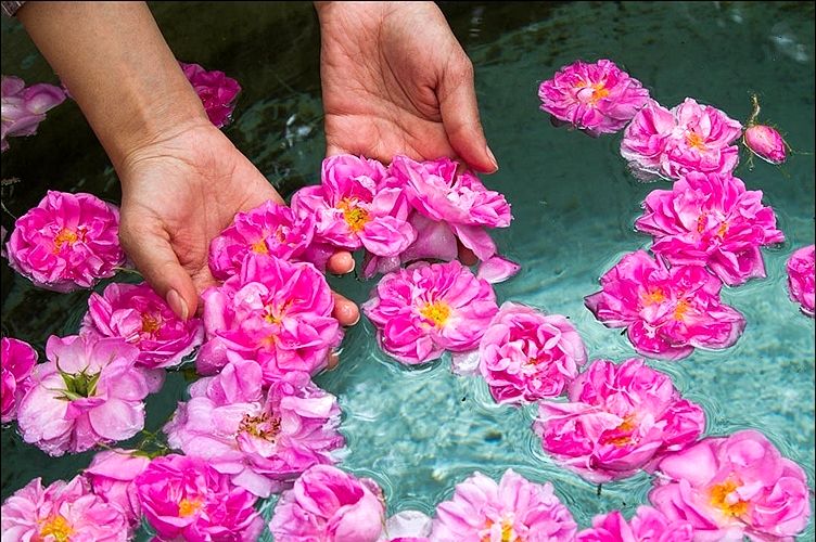 10 Surprising New Ways to Use Rose Water